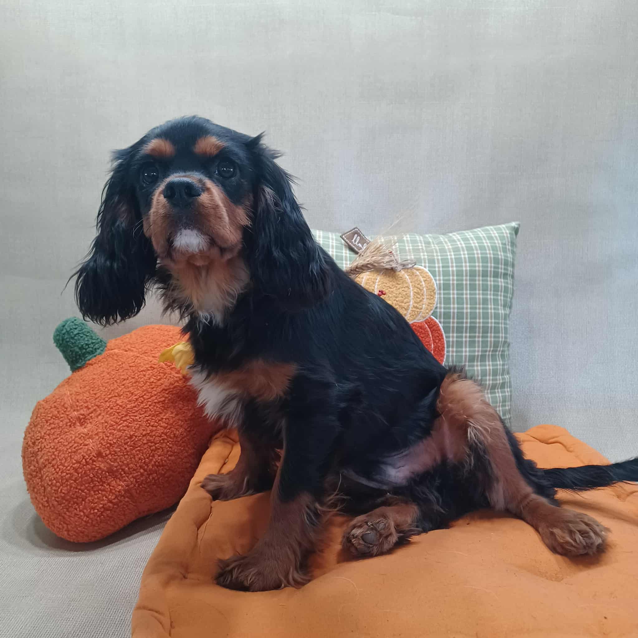 Find Newest Ads on Want Ad Digest - Discover the Latest Classifieds