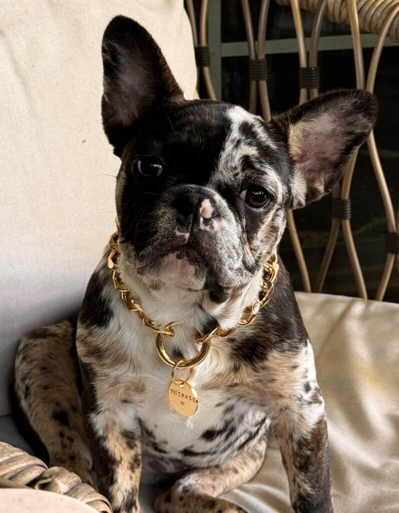 Want Ad Digest - Classified ads Buy or sell Puppies, Cars, and more