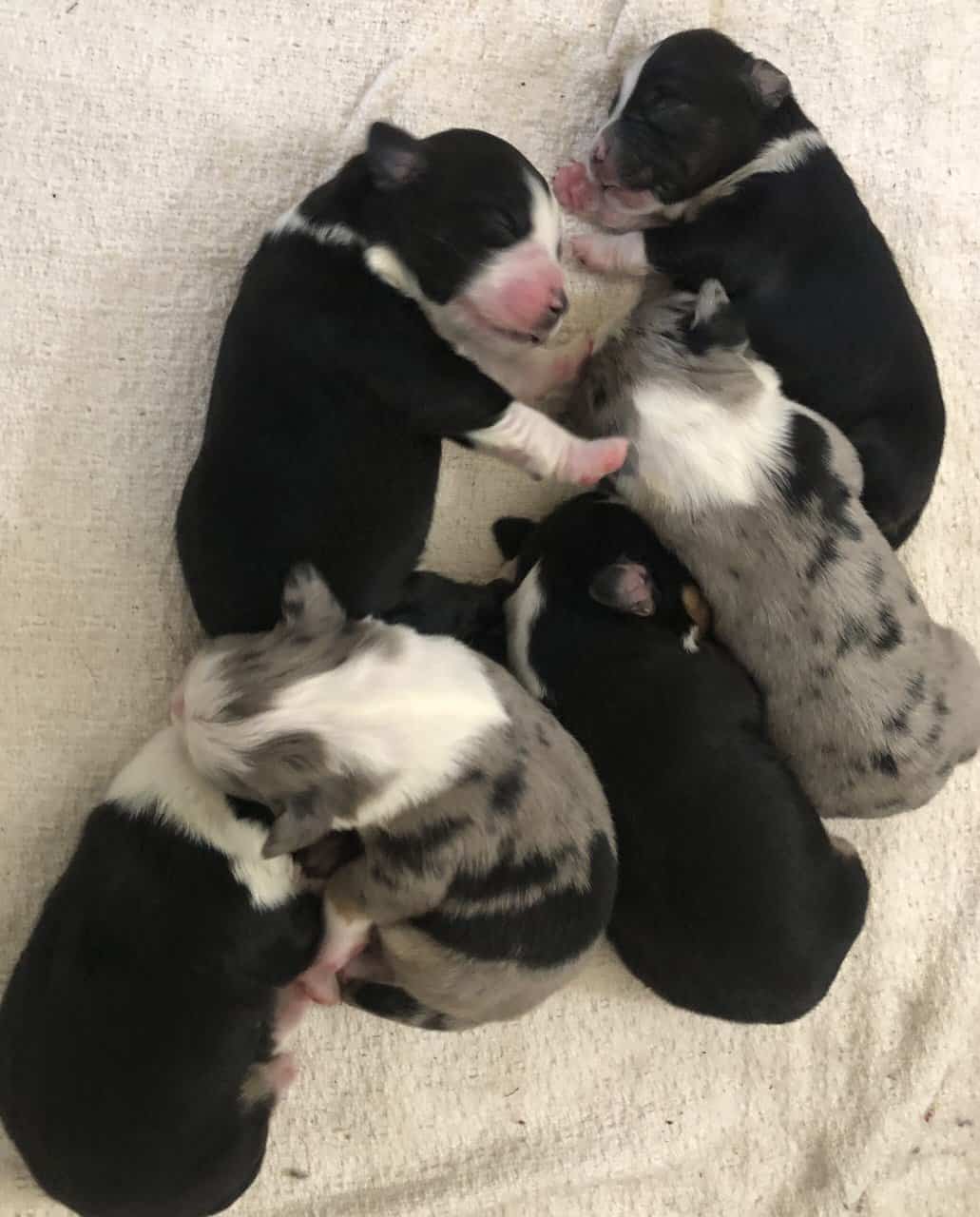 Your New Best Friend Awaits: Puppies for Sale
