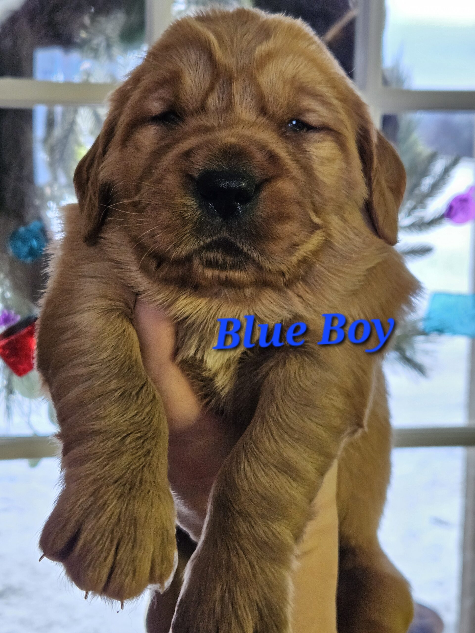 Find Newest Ads on Want Ad Digest - Discover the Latest Classifieds