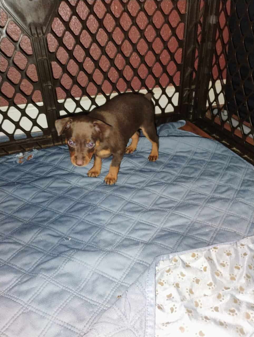 Your New Best Friend Awaits: Puppies for Sale