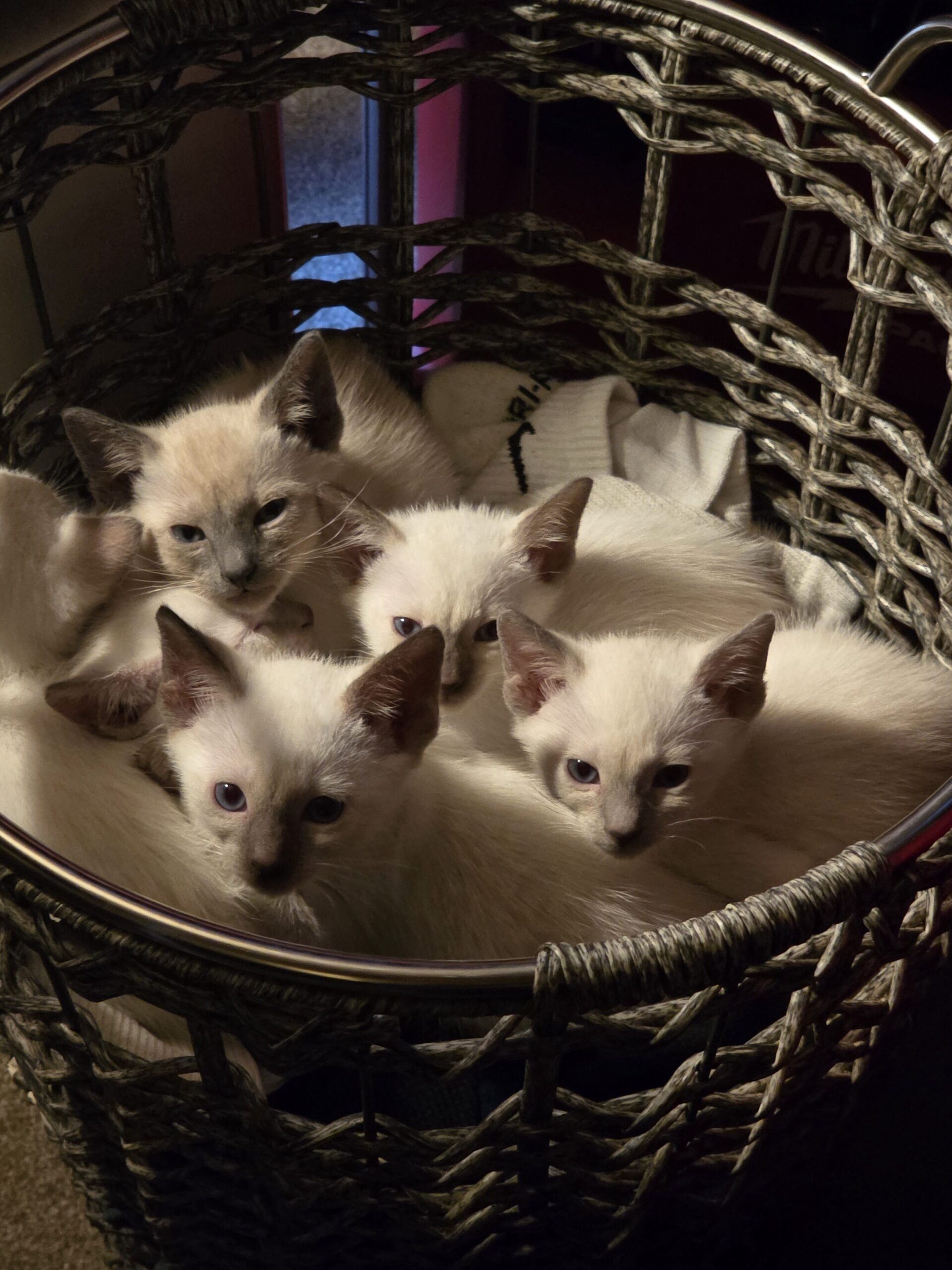Want Ad Digest - Classified ads Buy or sell Puppies, Cars, and more